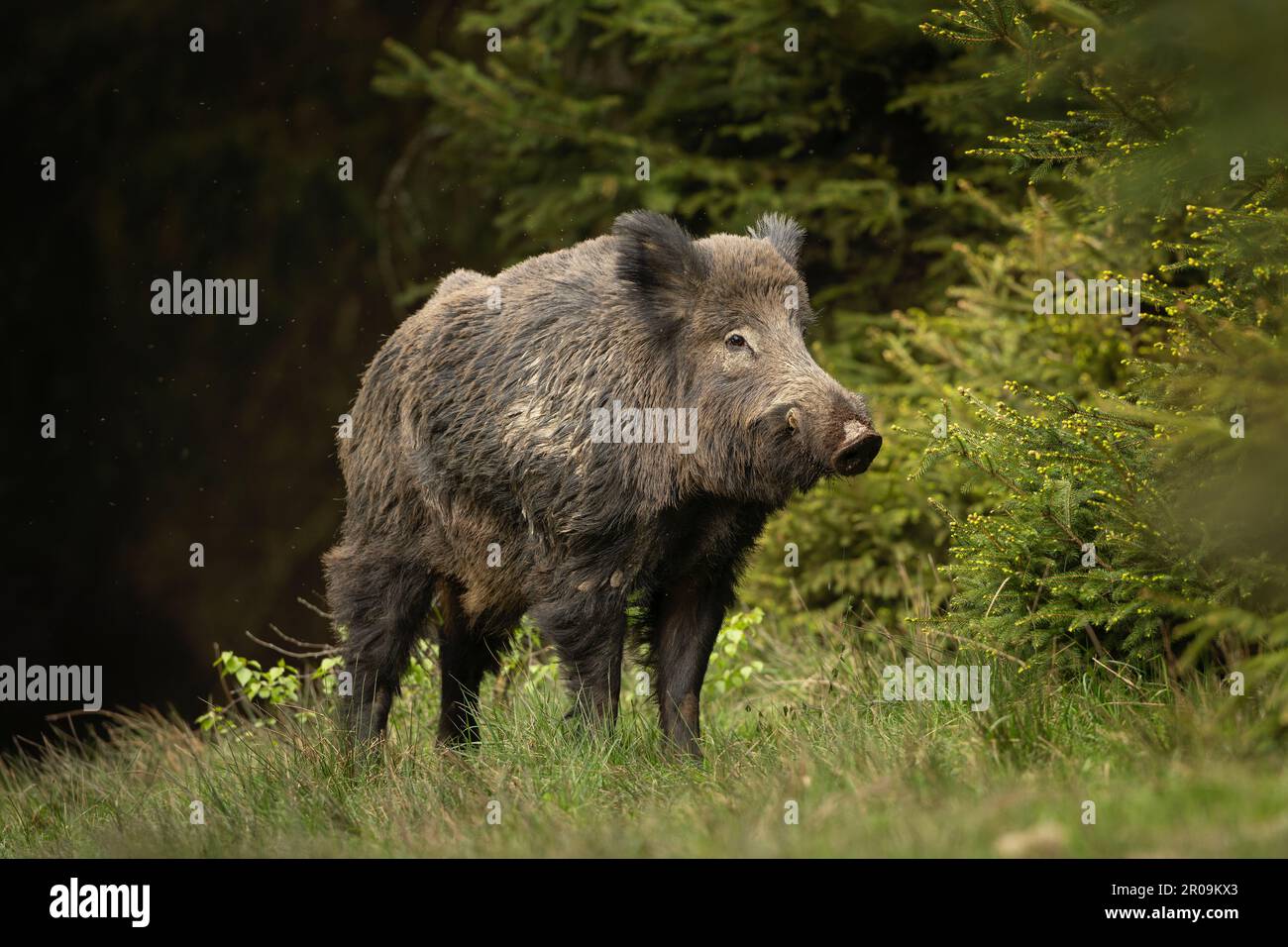 Wild boar in the forest. European nature during spring. Eye to eye ...
