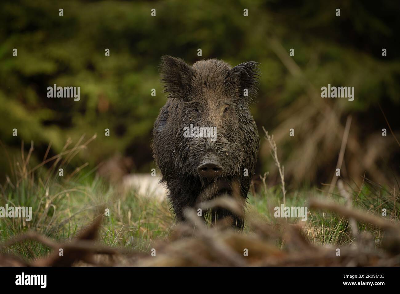 Wild boar in the forest. European nature during spring. Eye to eye ...
