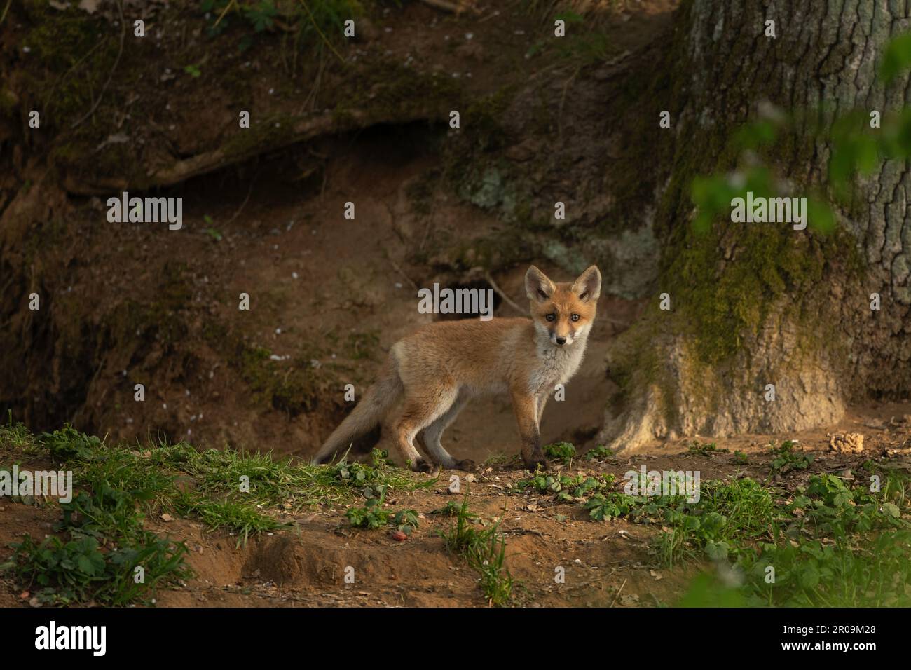 Red fox near the burrow. Small foxes in the european forest are playing ...