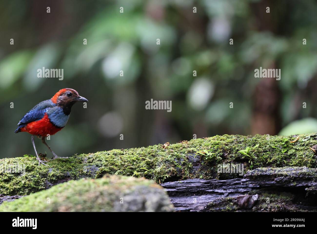 Papuan Pitta or Red-bellied pitta (Erythropitta macklotii) in Papua new ...