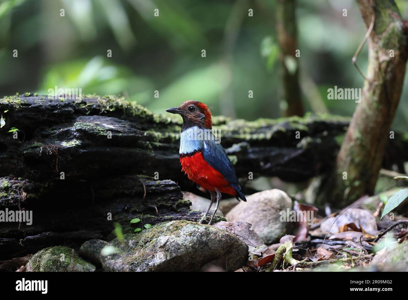 Papuan Pitta or Red-bellied pitta (Erythropitta macklotii) in Papua new ...