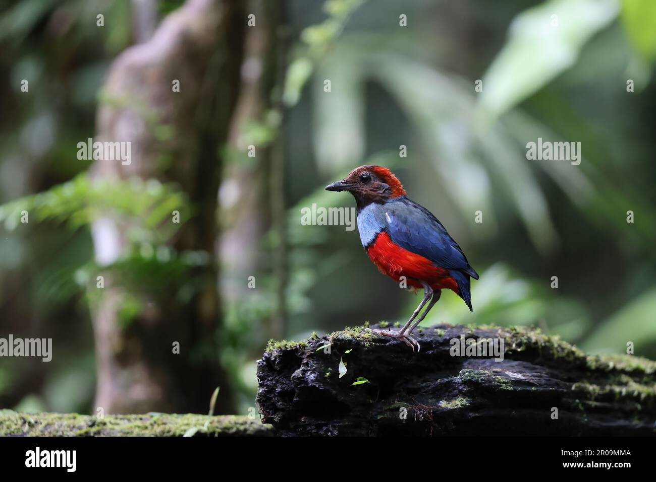 Papuan Pitta or Red-bellied pitta (Erythropitta macklotii) in Papua new ...