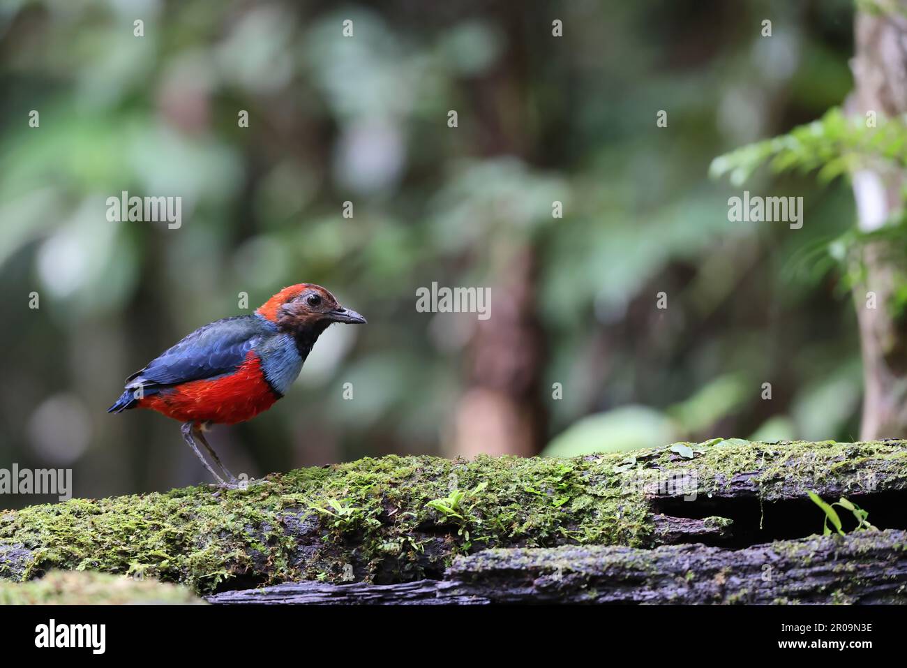 Papuan Pitta or Red-bellied pitta (Erythropitta macklotii) in Papua new ...