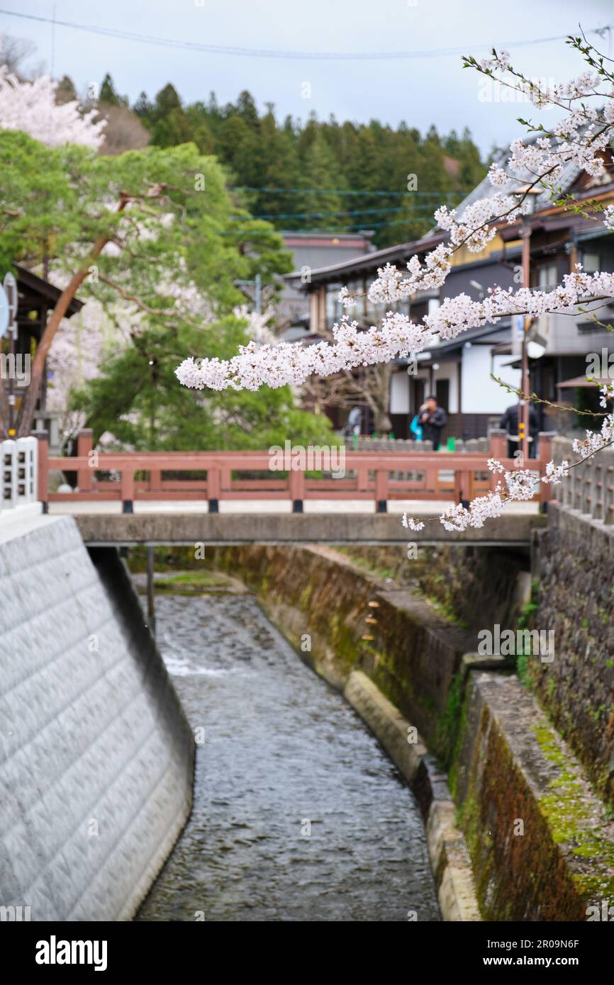 Sakura blossom at a bridge on Enako River, in Takayama, Gifu, Japan ...