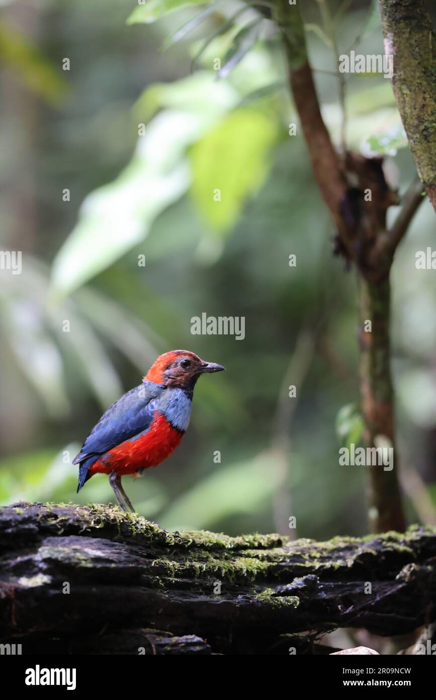 Papuan Pitta or Red-bellied pitta (Erythropitta macklotii) in Papua new ...