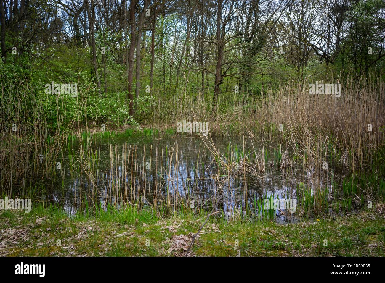 Königsheideteich a protected pond housing rare amphibians in the ...