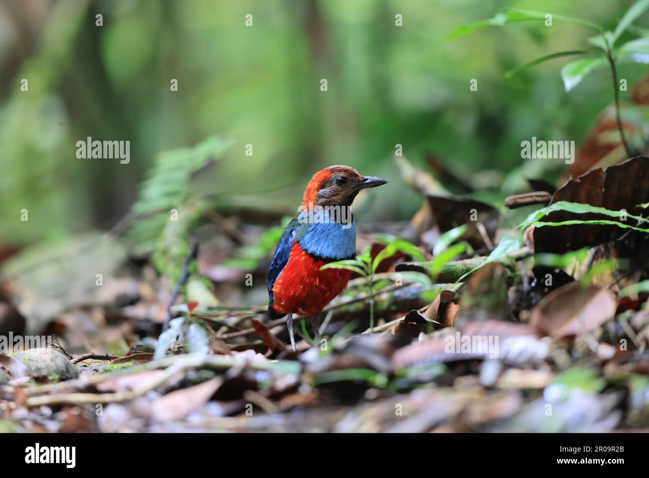 Papuan Pitta or Red-bellied pitta (Erythropitta macklotii) in Papua new ...