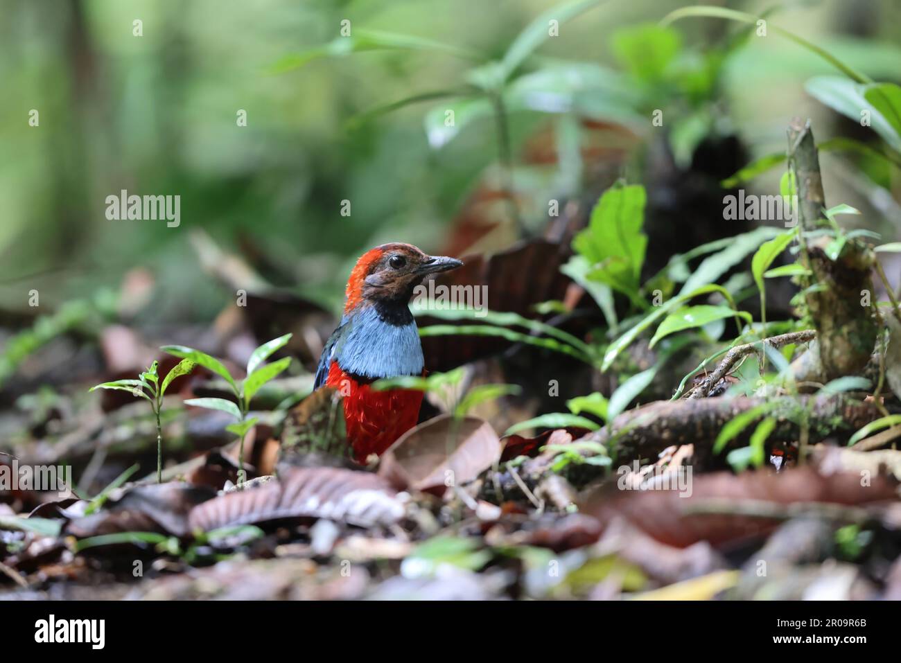 Papuan Pitta or Red-bellied pitta (Erythropitta macklotii) in Papua new ...