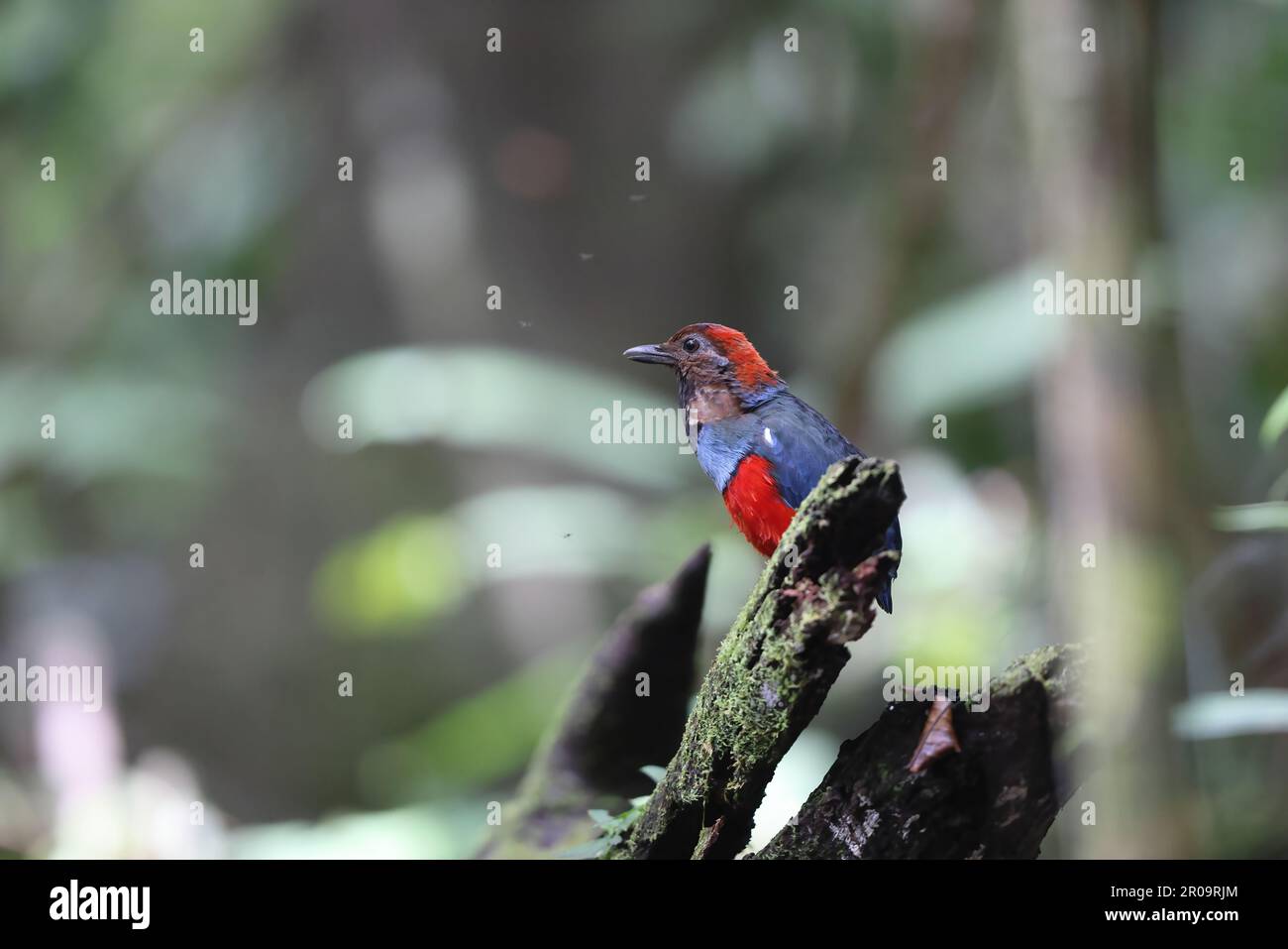 Papuan Pitta or Red-bellied pitta (Erythropitta macklotii) in Papua new ...