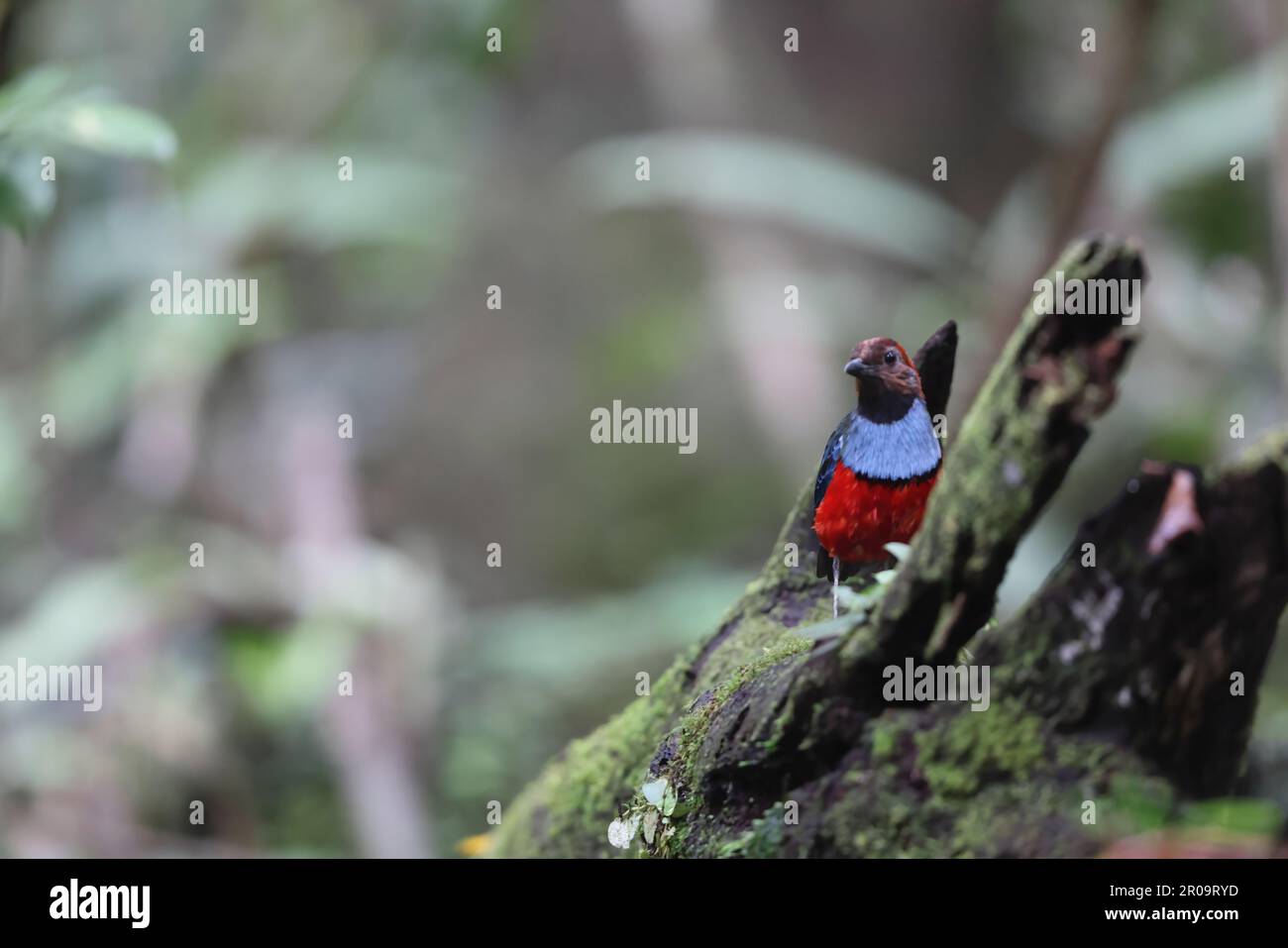 Papuan Pitta or Red-bellied pitta (Erythropitta macklotii) in Papua new ...