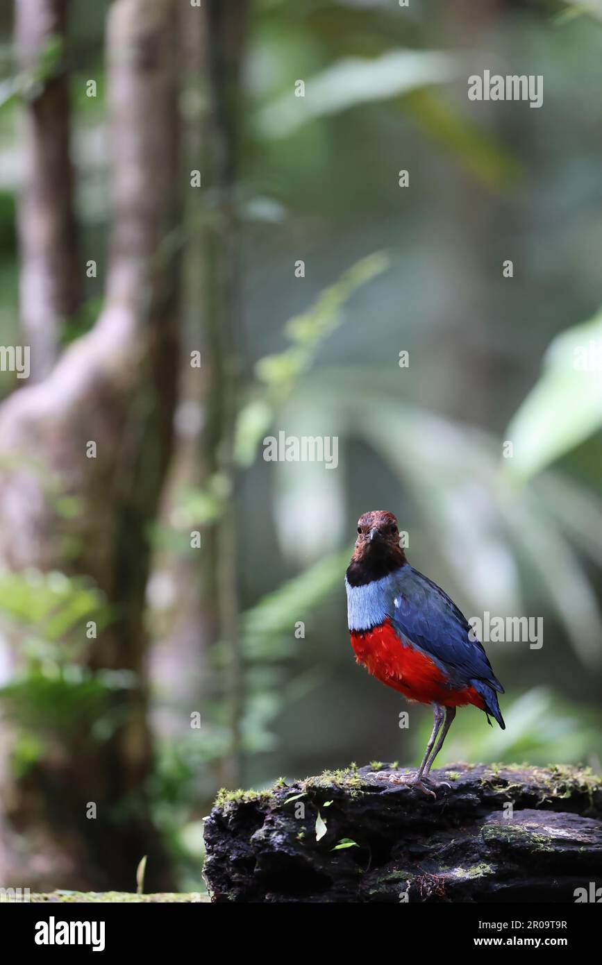 Papuan Pitta or Red-bellied pitta (Erythropitta macklotii) in Papua new ...