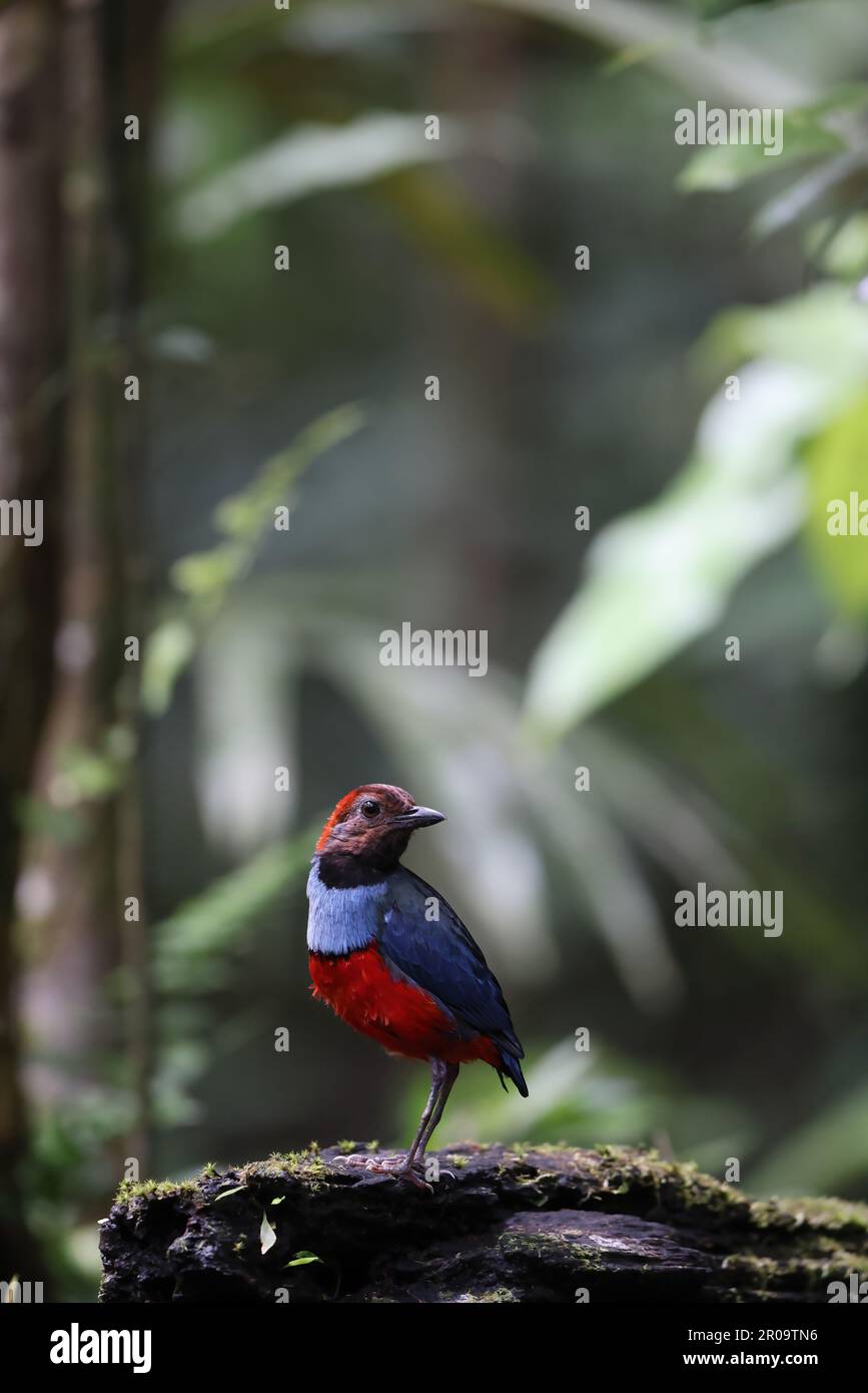 Papuan Pitta or Red-bellied pitta (Erythropitta macklotii) in Papua new ...