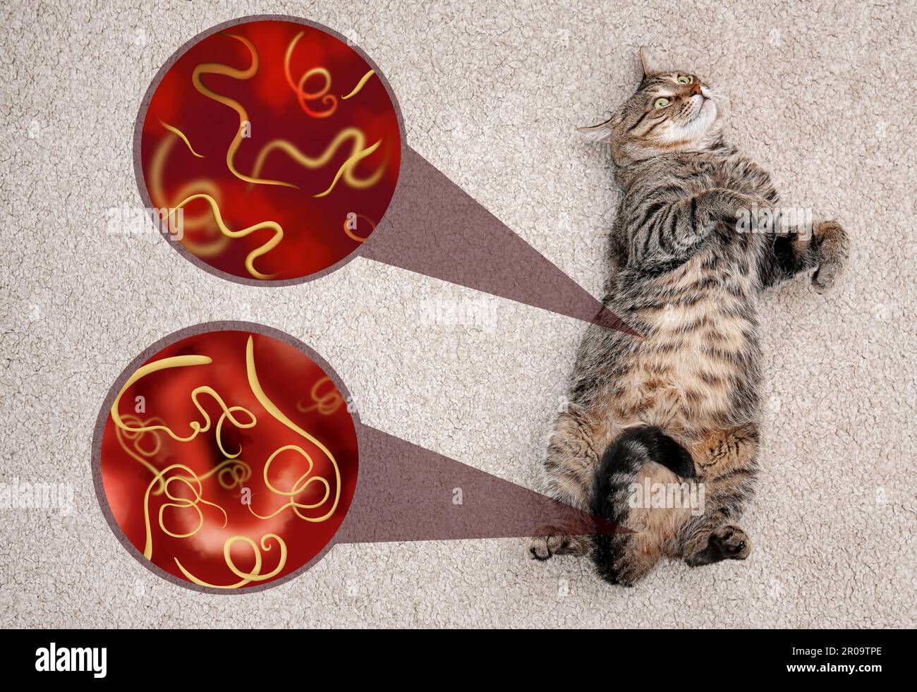 Cute cat and illustration of helminths under microscope on carpet at ...