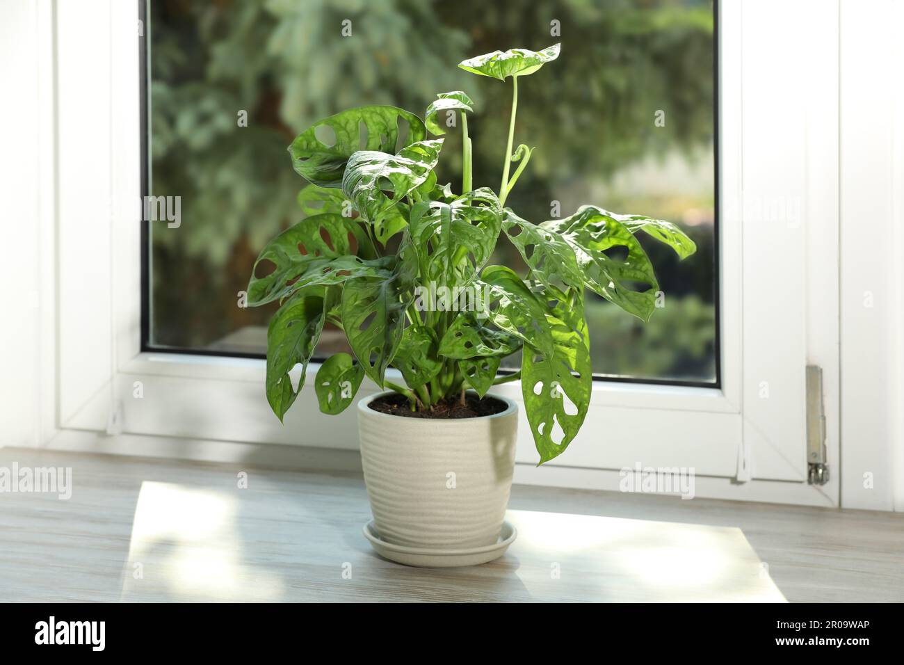 Beautiful monstera in pot on wooden window sill Stock Photo - Alamy