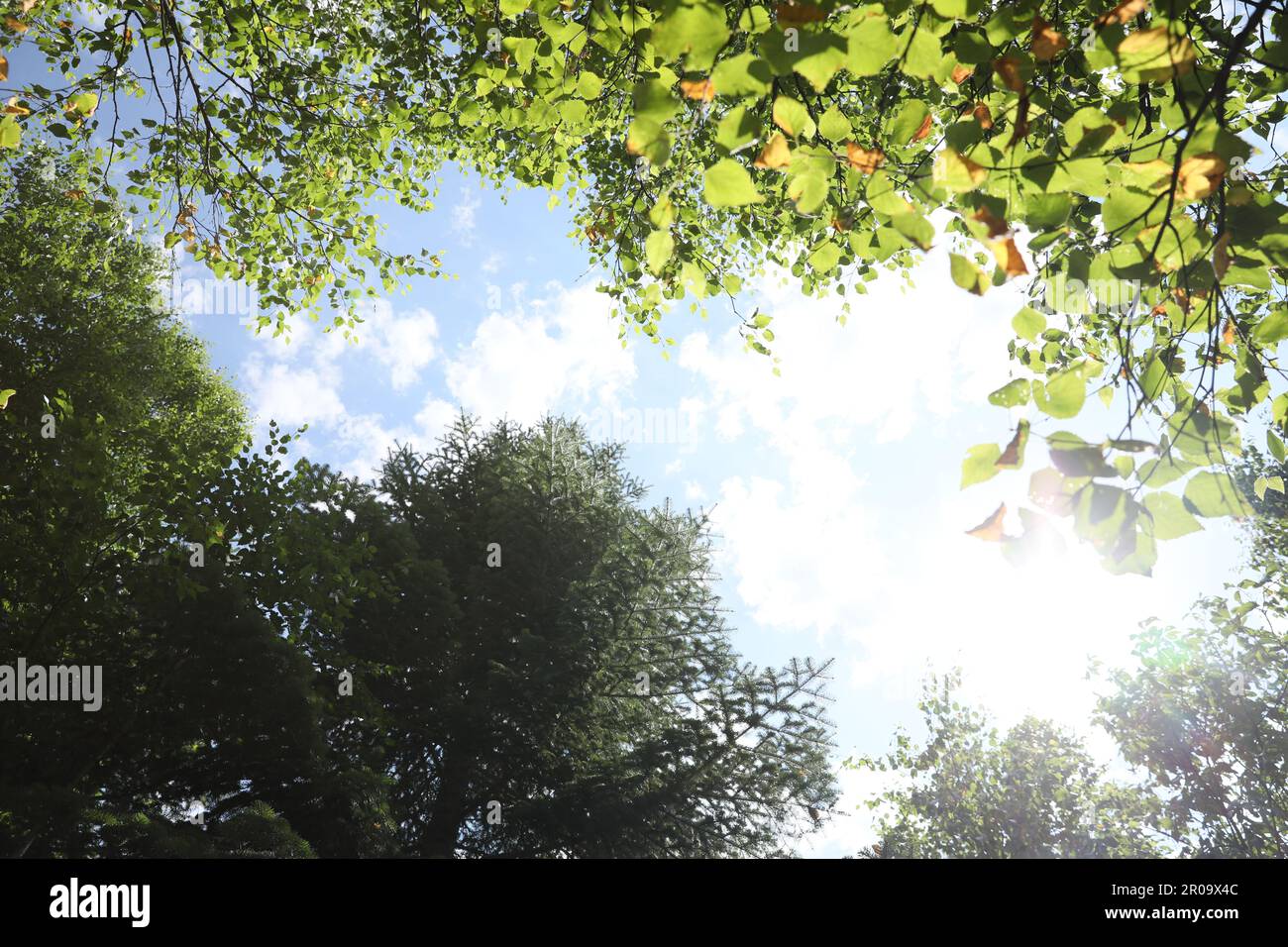Beautiful trees growing under cloudy sky, bottom view Stock Photo - Alamy