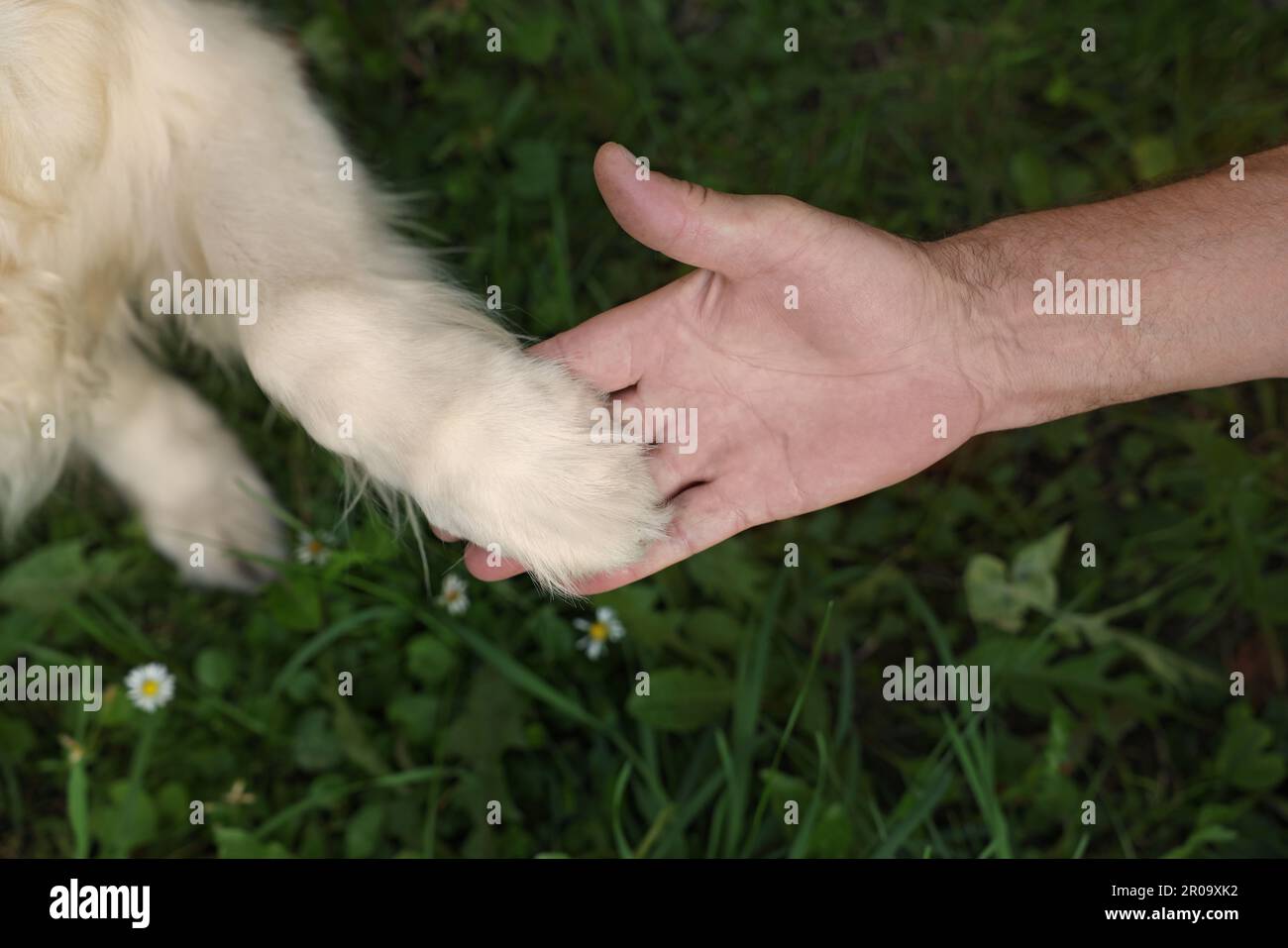 Man holding dog's paw in park, top view Stock Photo - Alamy