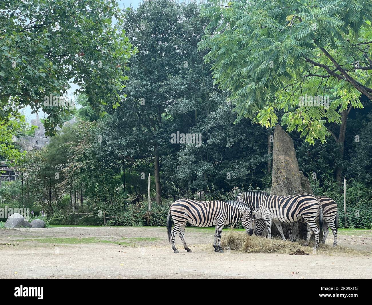 Zebras in zoo hi-res stock photography and images - Alamy