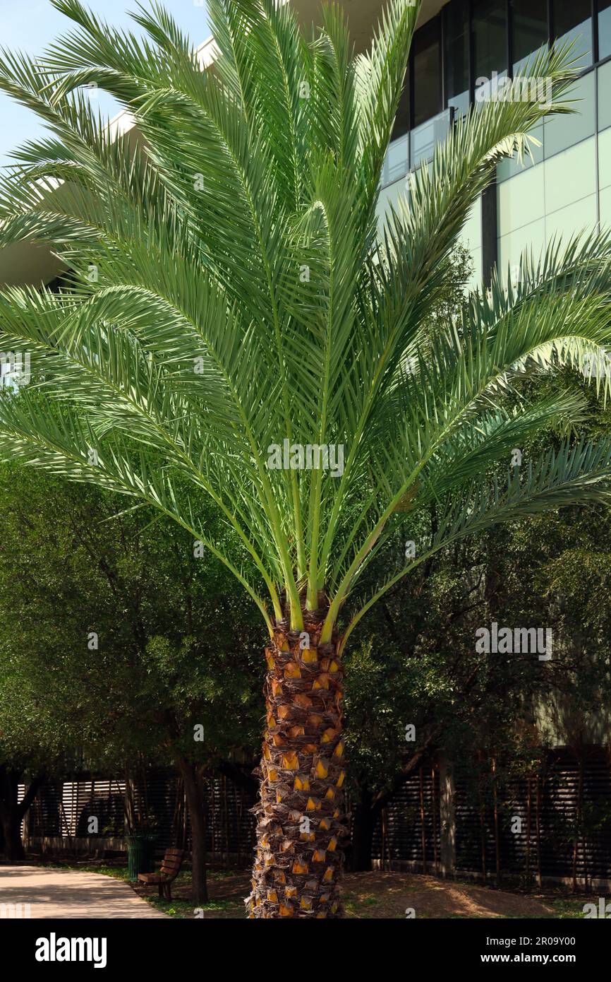 Tropical palm with beautiful green leaves outdoors Stock Photo - Alamy
