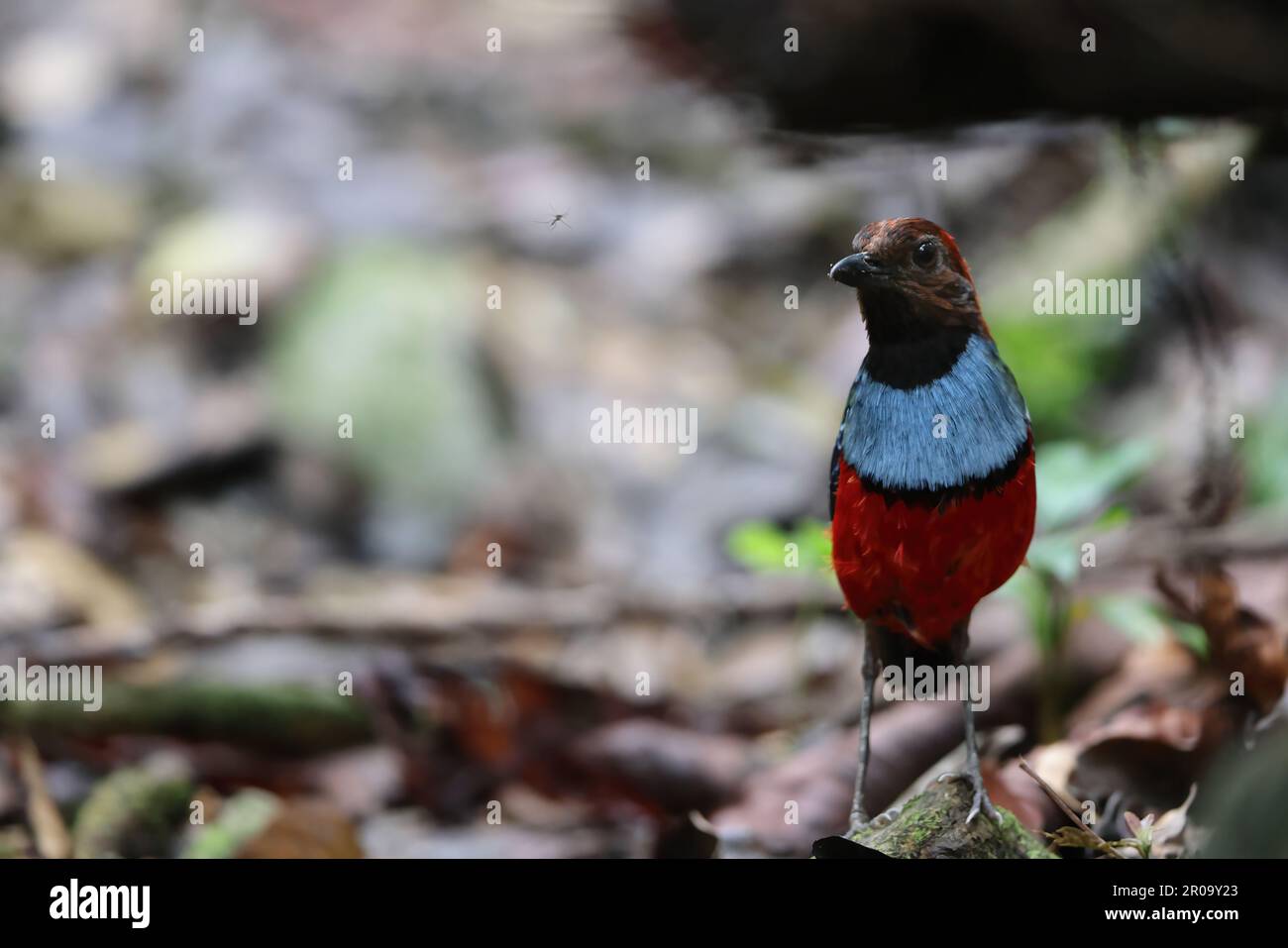 Papuan Pitta or Red-bellied pitta (Erythropitta macklotii) in Papua new ...