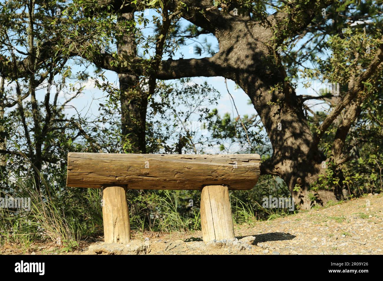 Small wooden bench near trees in park Stock Photo - Alamy