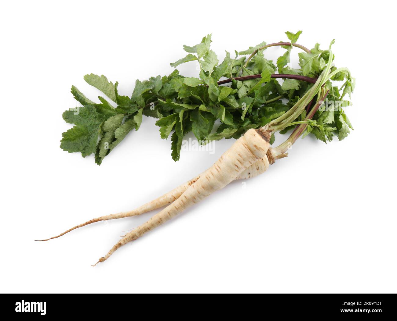 Two parsnips hi-res stock photography and images - Alamy