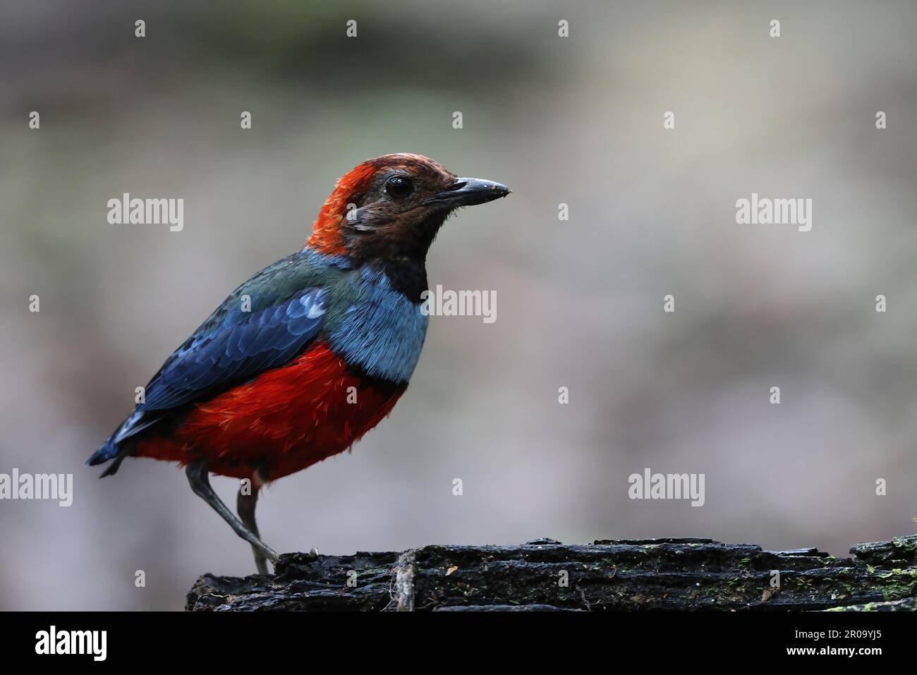 Papuan Pitta or Red-bellied pitta (Erythropitta macklotii) in Papua new ...