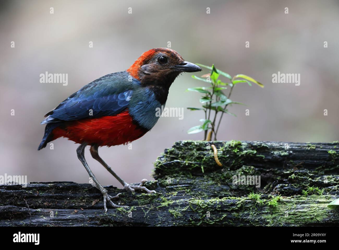 Papuan Pitta or Red-bellied pitta (Erythropitta macklotii) in Papua new ...