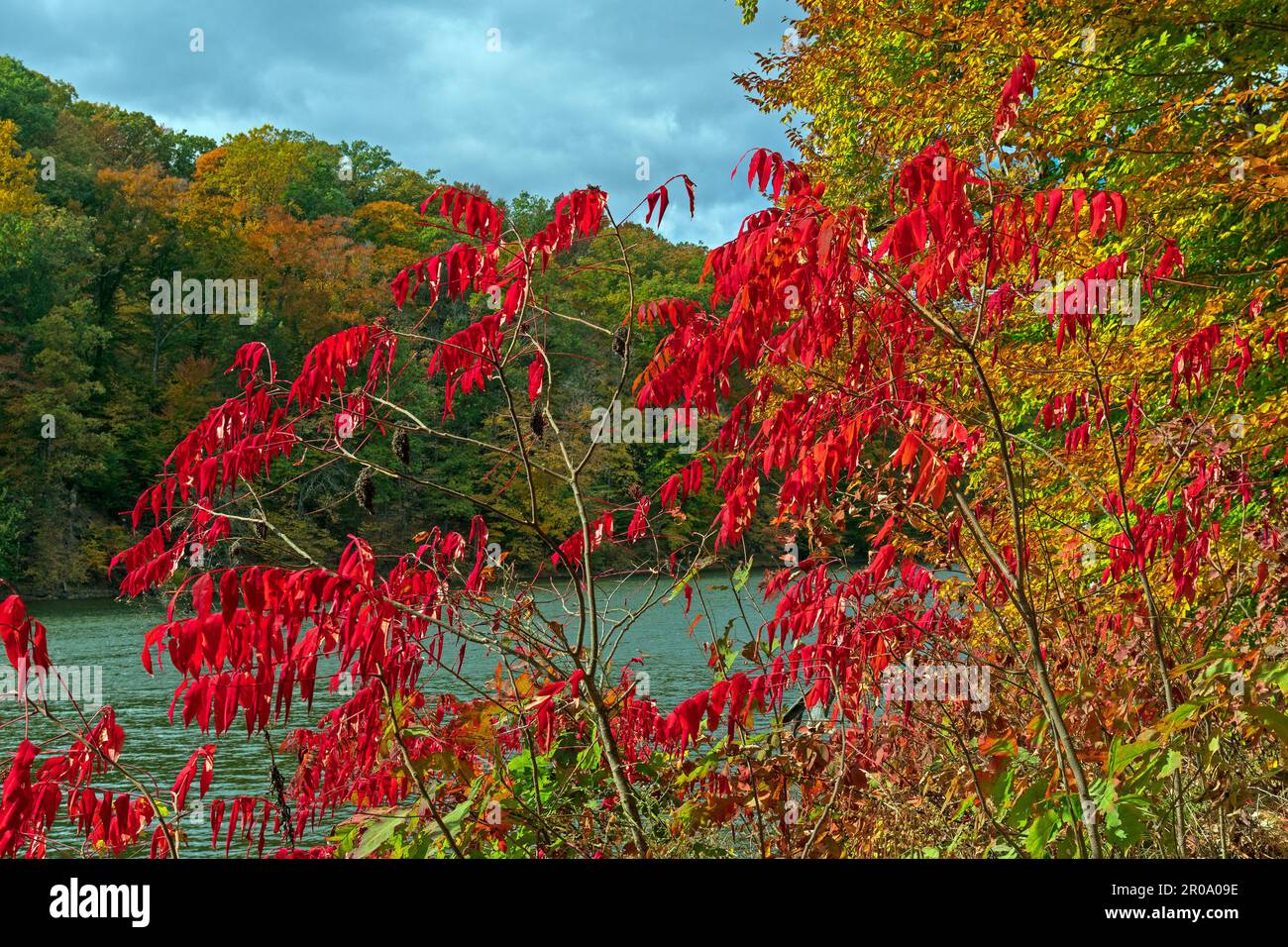 Brilliant Sumac Leaves in the Fall in Brown County State Park in ...
