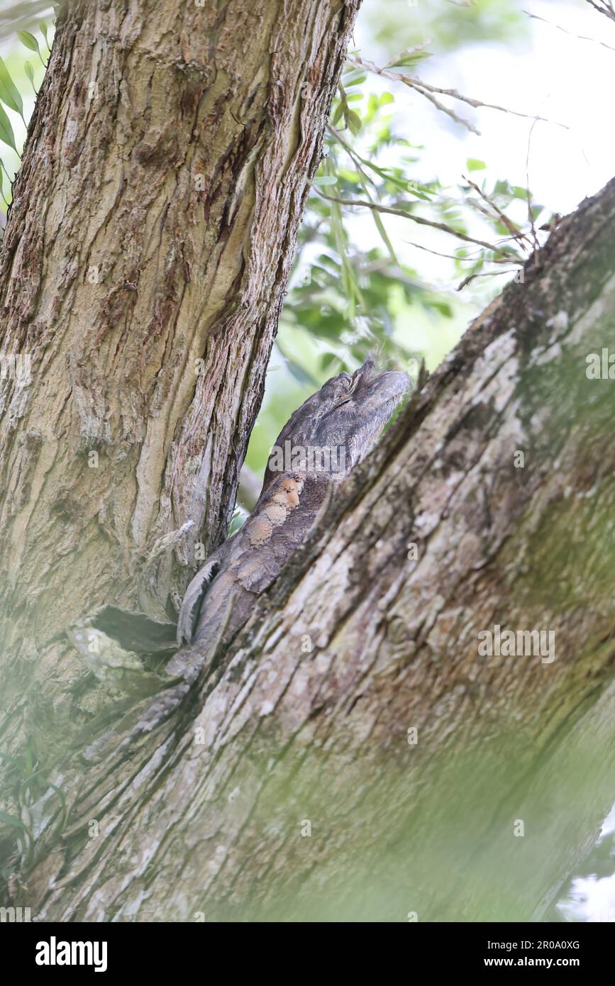 Papuan frogmouth (Podargus papuensis) in Papua new guinea Stock Photo ...