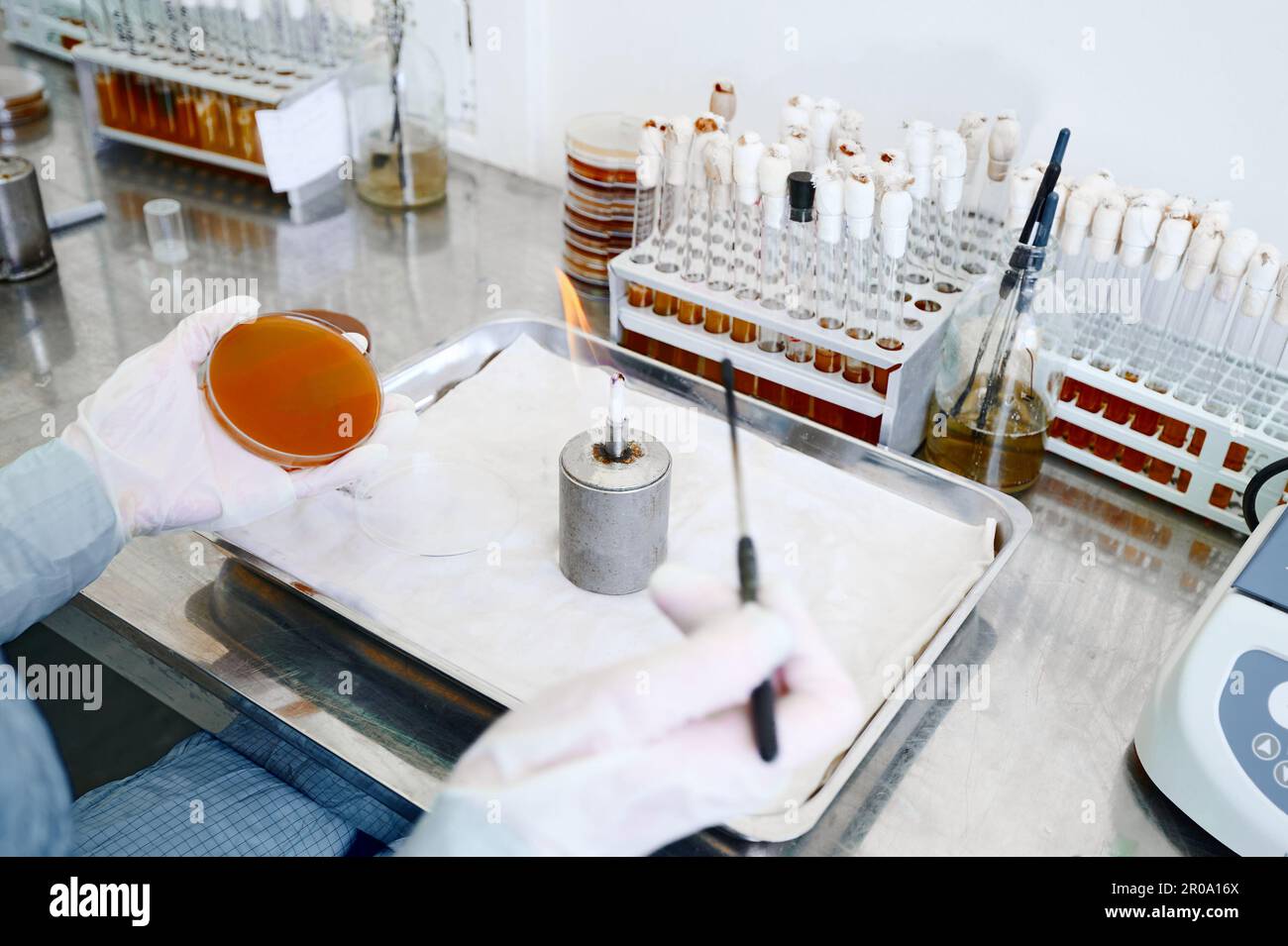 Laboratorian works with Petri dish and examines test sample Stock Photo ...