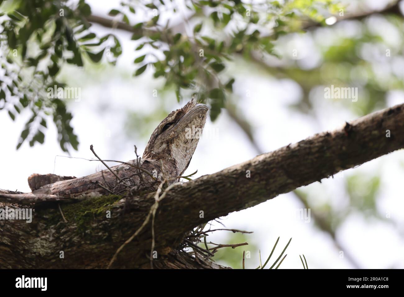 Papuan frogmouth (Podargus papuensis) in Papua new guinea Stock Photo ...