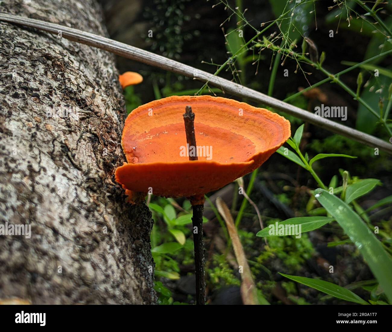 Fomitopsidaceae, growing on a dead tree trunk, is a family of fungi in ...