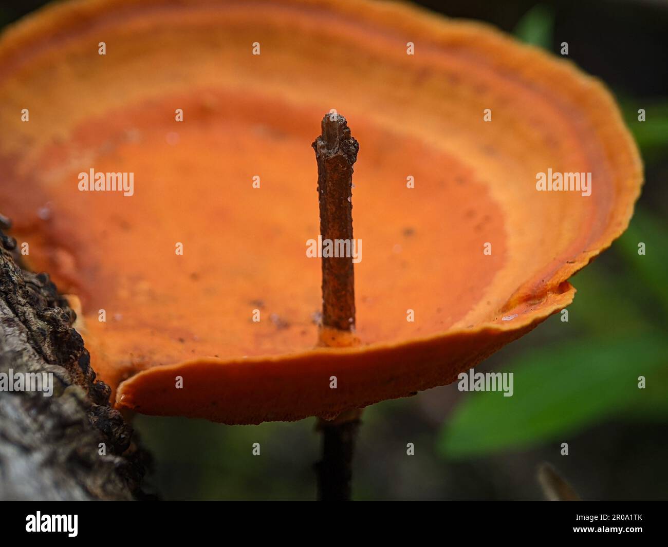 Closeup Fomitopsidaceae, growing on a dead tree trunk, is a family of ...