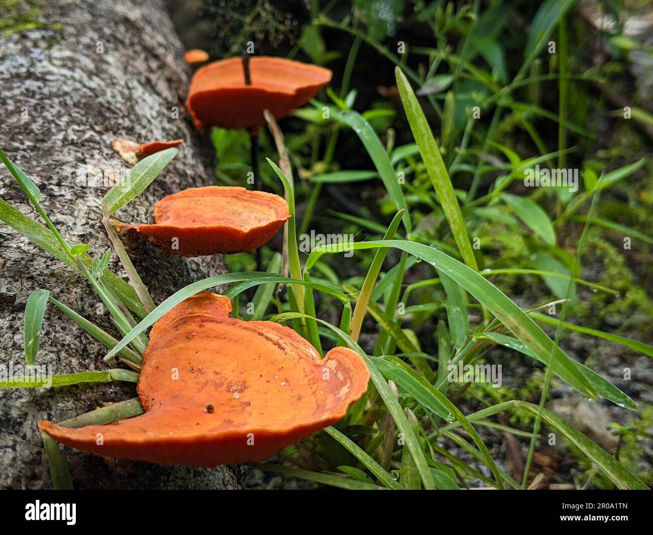 Fomitopsidaceae, growing on a dead tree trunk, is a family of fungi in ...