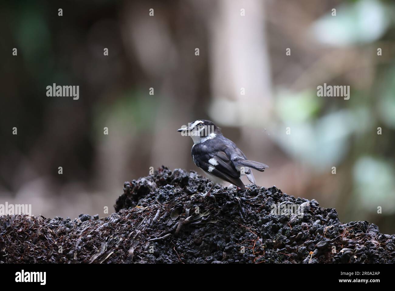 Black-sided Robin (Poecilodryas hypoleuca) in Papua new guinea Stock ...