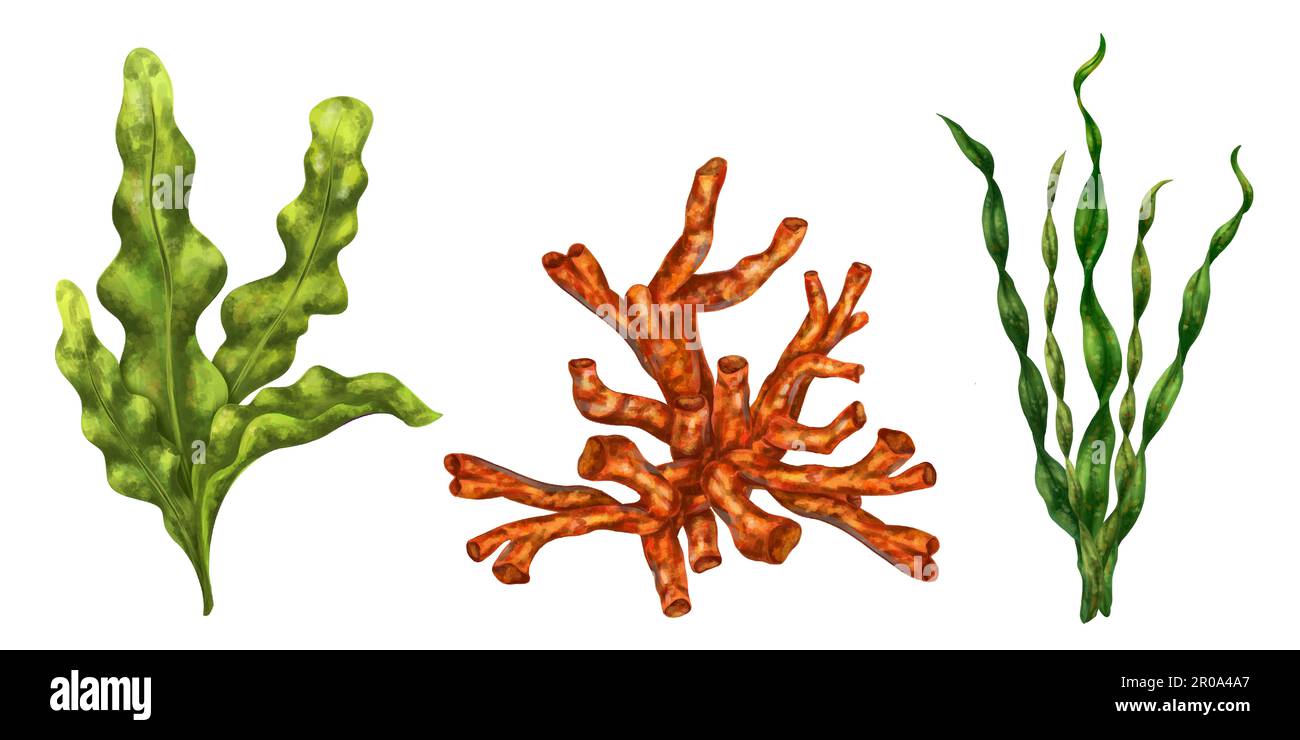 A set of seaweed of bright green color and red coral. Marine tropical ...
