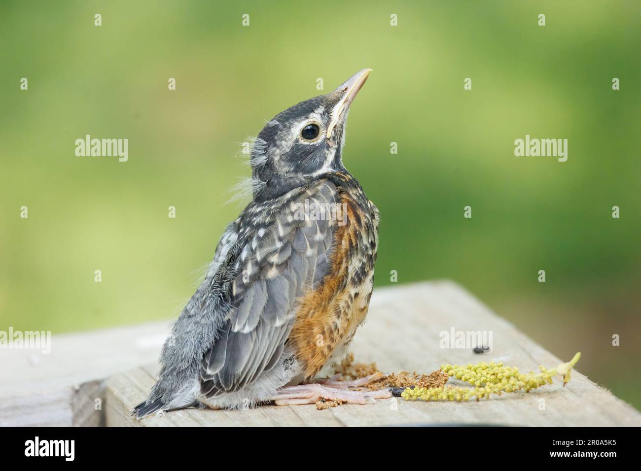 American robin cute bird hi-res stock photography and images - Alamy