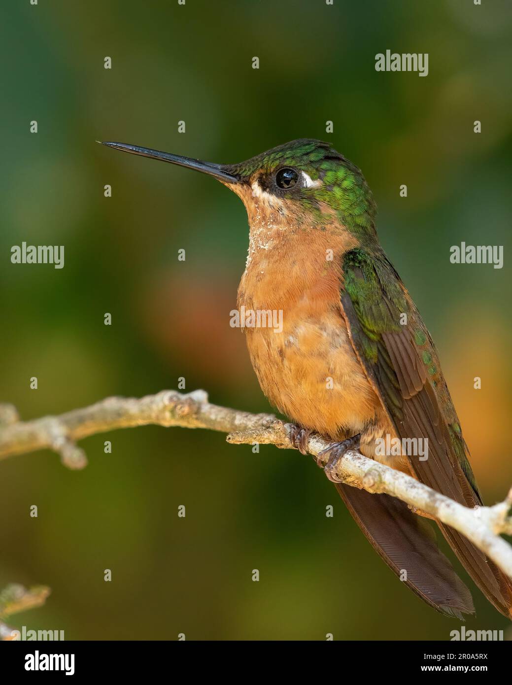 A hummingbird perches on a branch, its vibrant colors and delicate beak ...