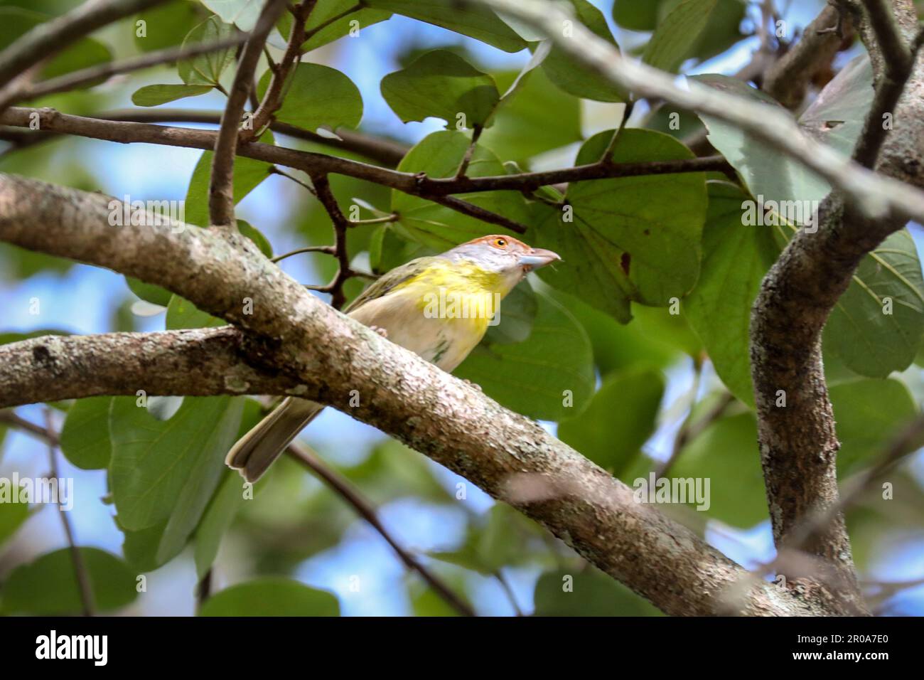 The tropic bird known as "pitiguari" (Cyclarhis gujanensis) in ...