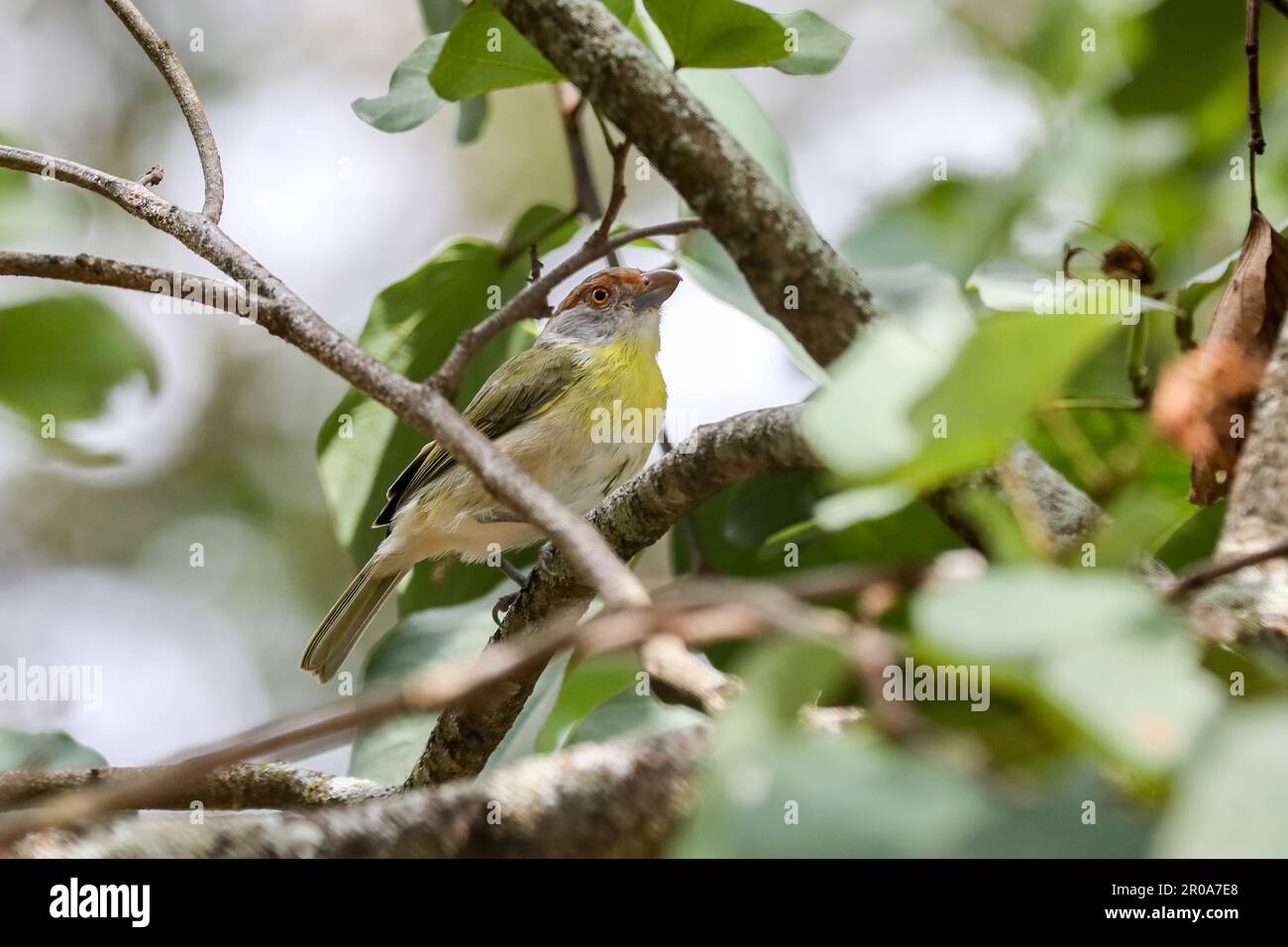 The tropic bird known as "pitiguari" (Cyclarhis gujanensis) in ...