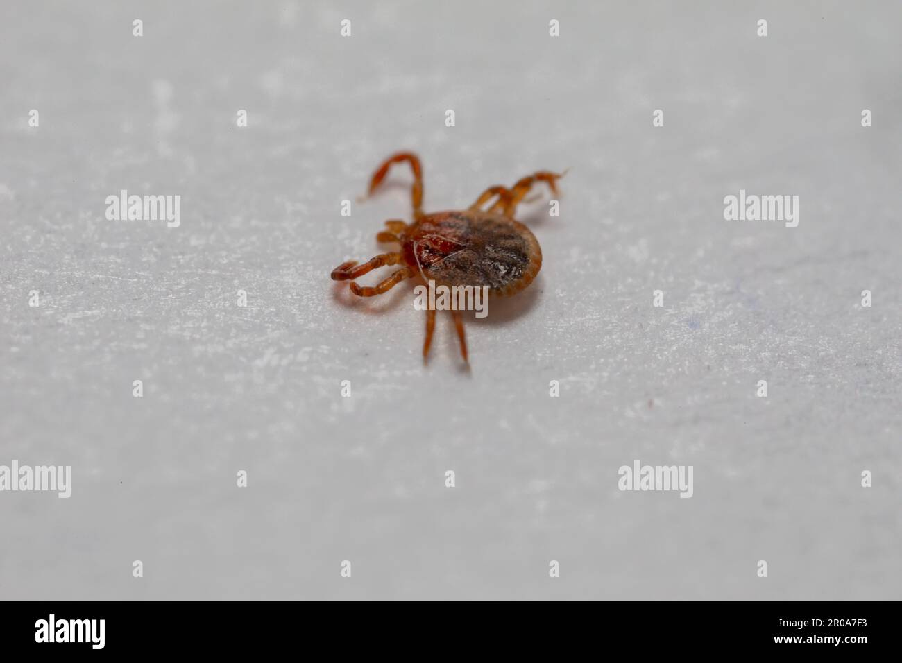 Lyme disease-carrier Ixodes tick Dermacentor marginatus on human skin Stock Photo - Alamy