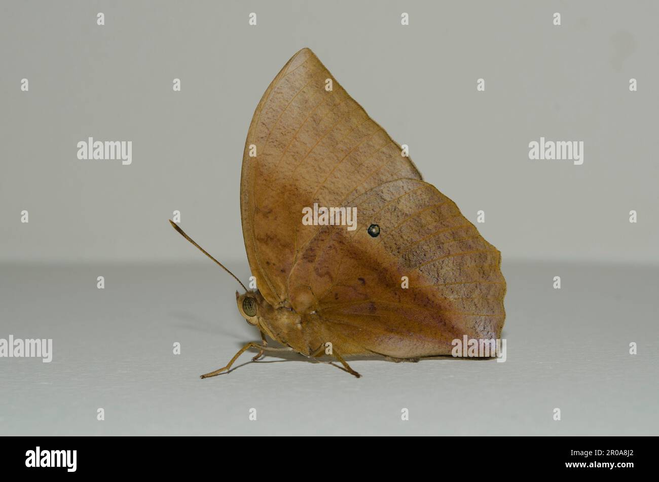 Common duffer hi-res stock photography and images - Alamy