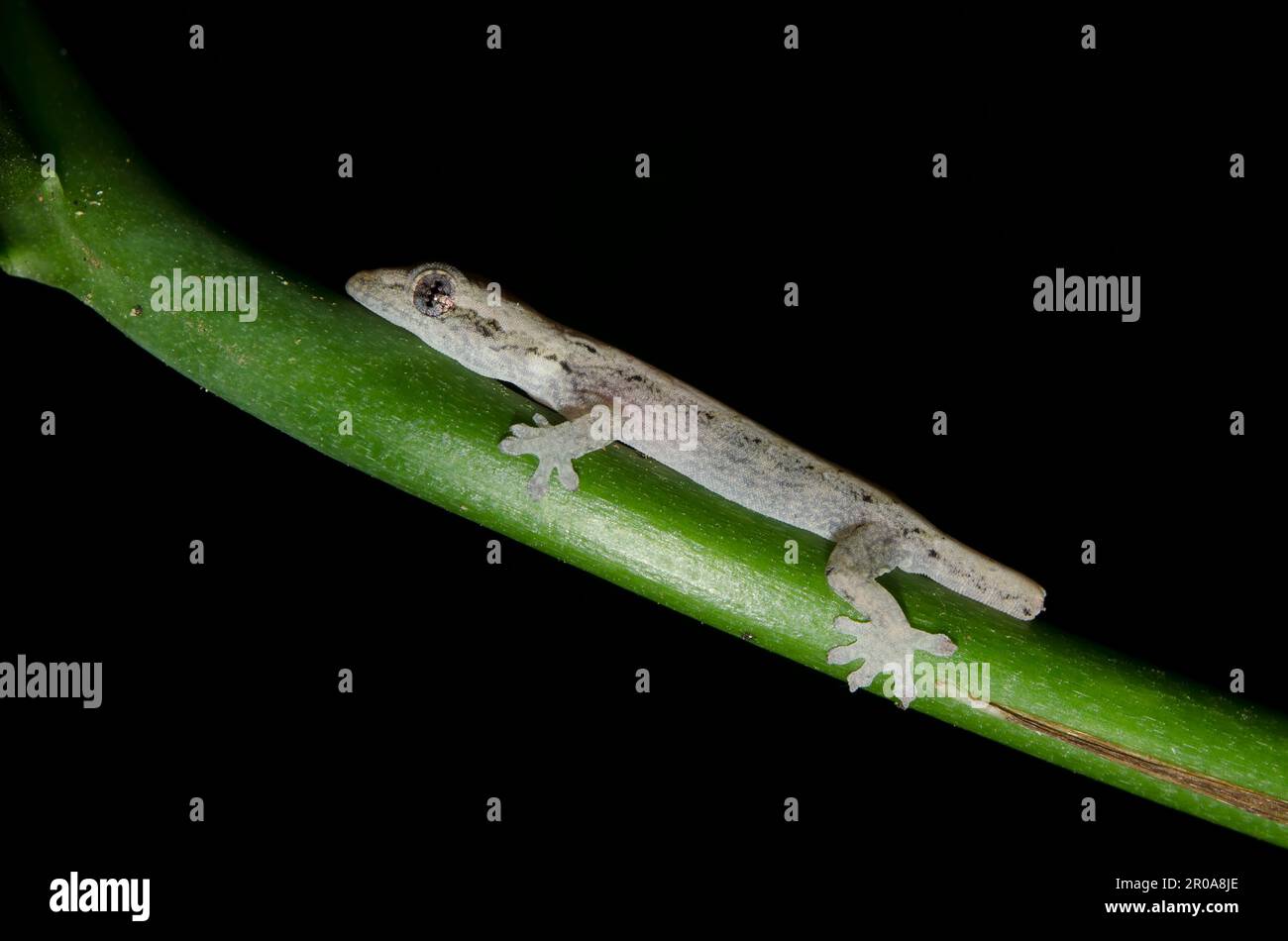 Flat-tailed House Gecko, Hemidactylus platyurus, with missing tail ...