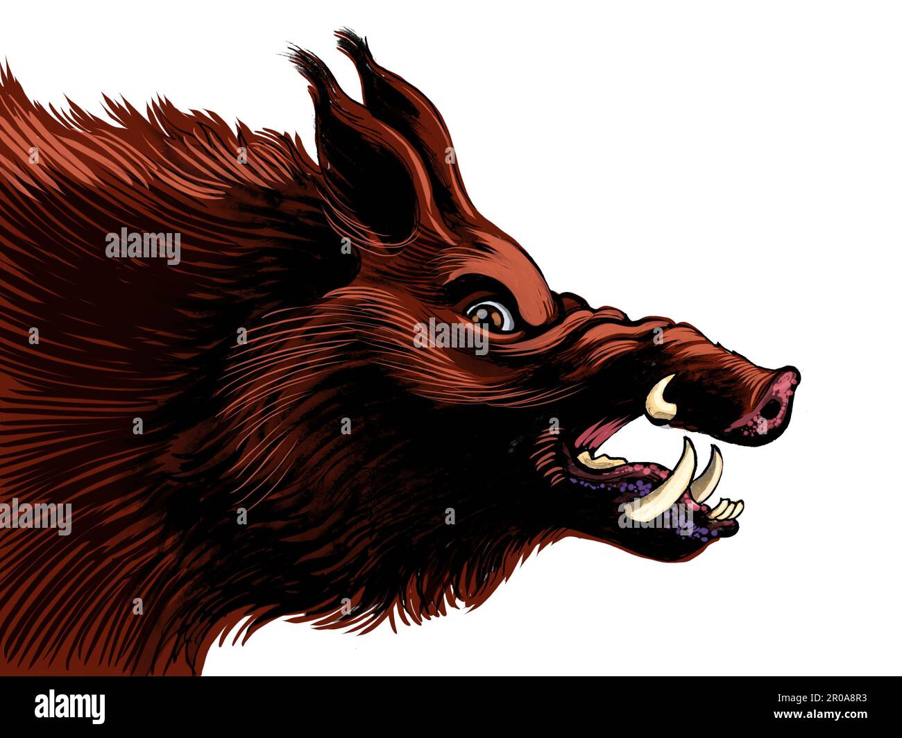 Wild boar head on white background. Hand-drawn ink on paper and hand ...