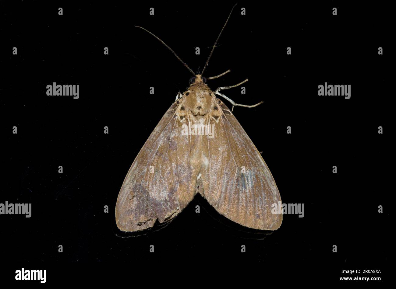 Asota Moth, Asota sp, Klungkung, Bali, Indonesia Stock Photo - Alamy