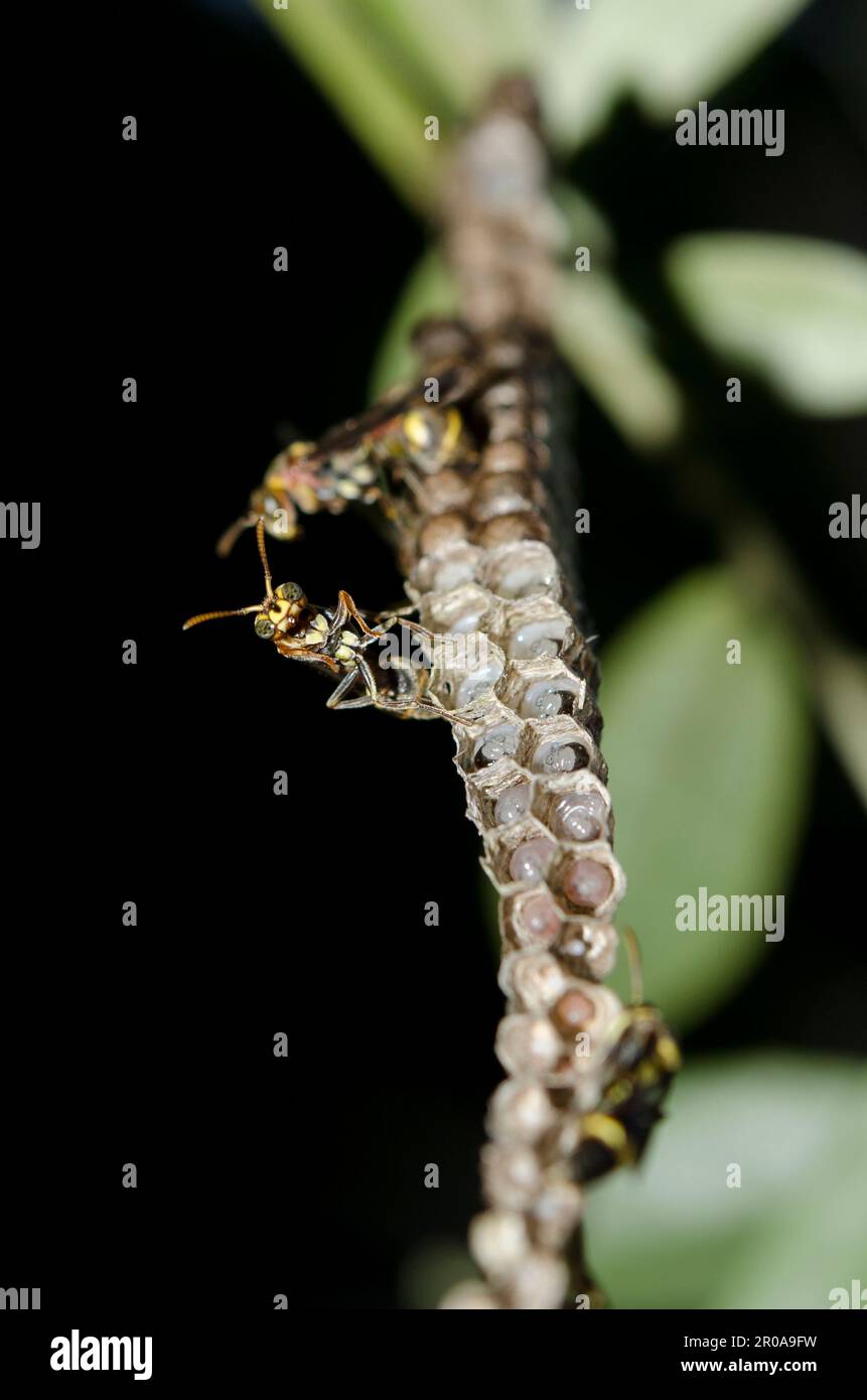 Paper Wasps, Ropalidia fasciata, with larvae in nest on leaf, Klungkung ...