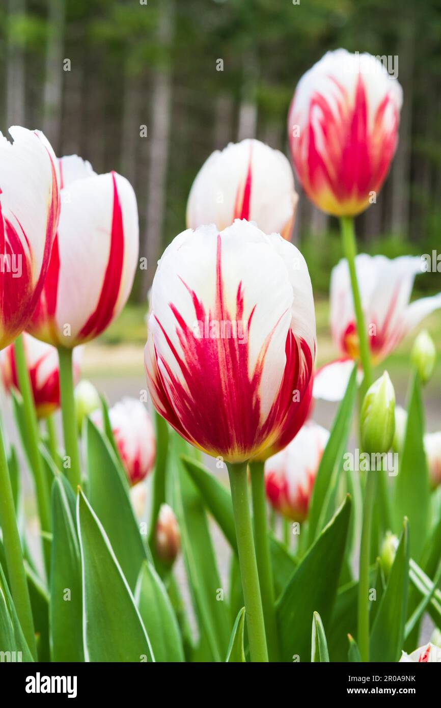 Bright white and red spring blooming Triumph Carnaval Tulips (Tulipa) with variegated foliage ...