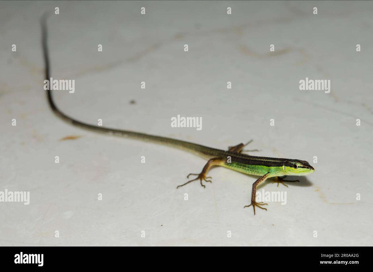 Long-tailed Grass Lizard, Takydromus sexlineatus, Sukawati, Bali ...