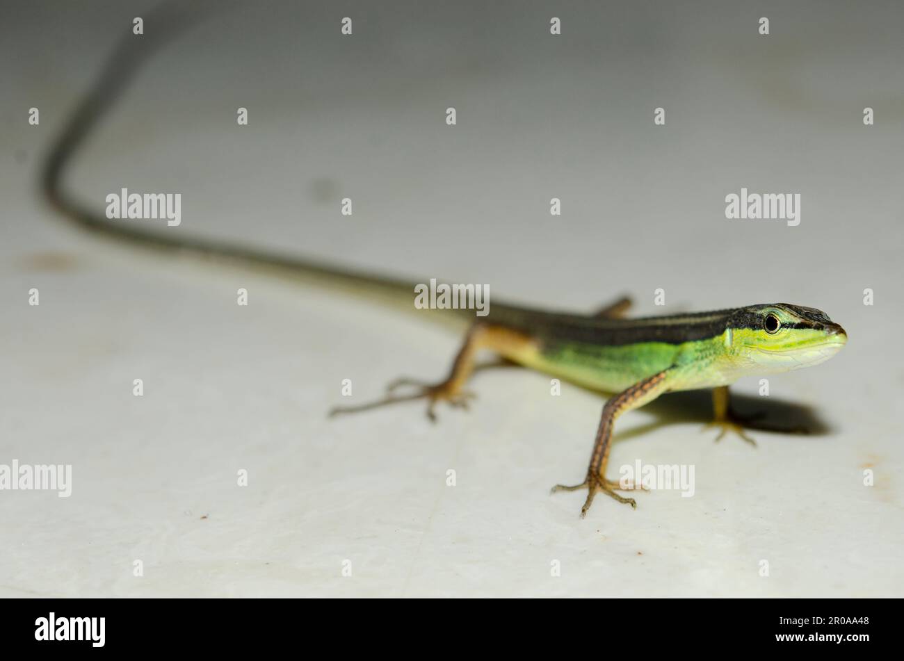 Long-tailed Grass Lizard, Takydromus sexlineatus, Sukawati, Bali ...