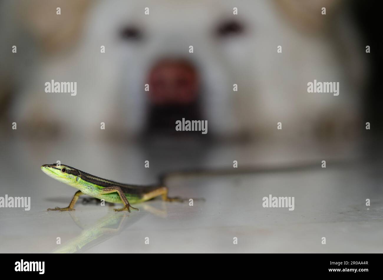 Dog looking at Long-tailed Grass Lizard, Takydromus sexlineatus ...